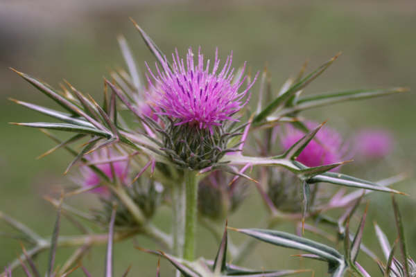 Flora from the countryside around Athens, Greece